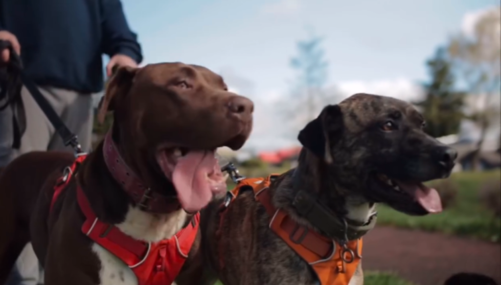 DOG RACE 18 – 01 – 2026 – Praxisport
